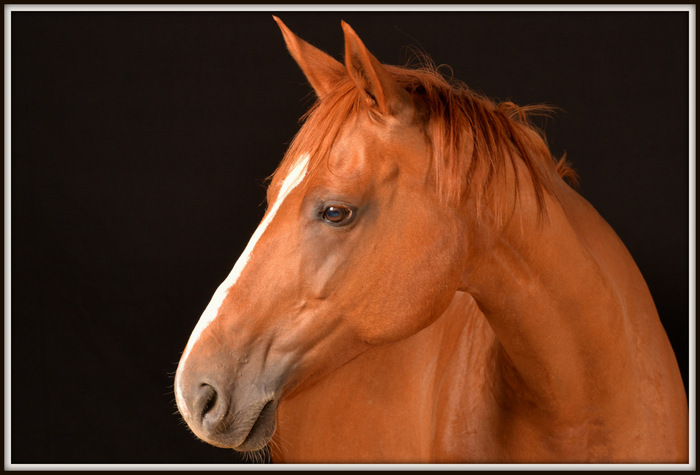 Tarif des séances Equidés :: fsp-photographie.fr